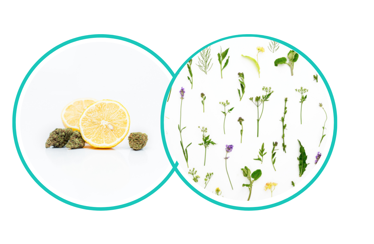 All about terpenes: Cannabis-derived terpenes vs Botanical terpenes