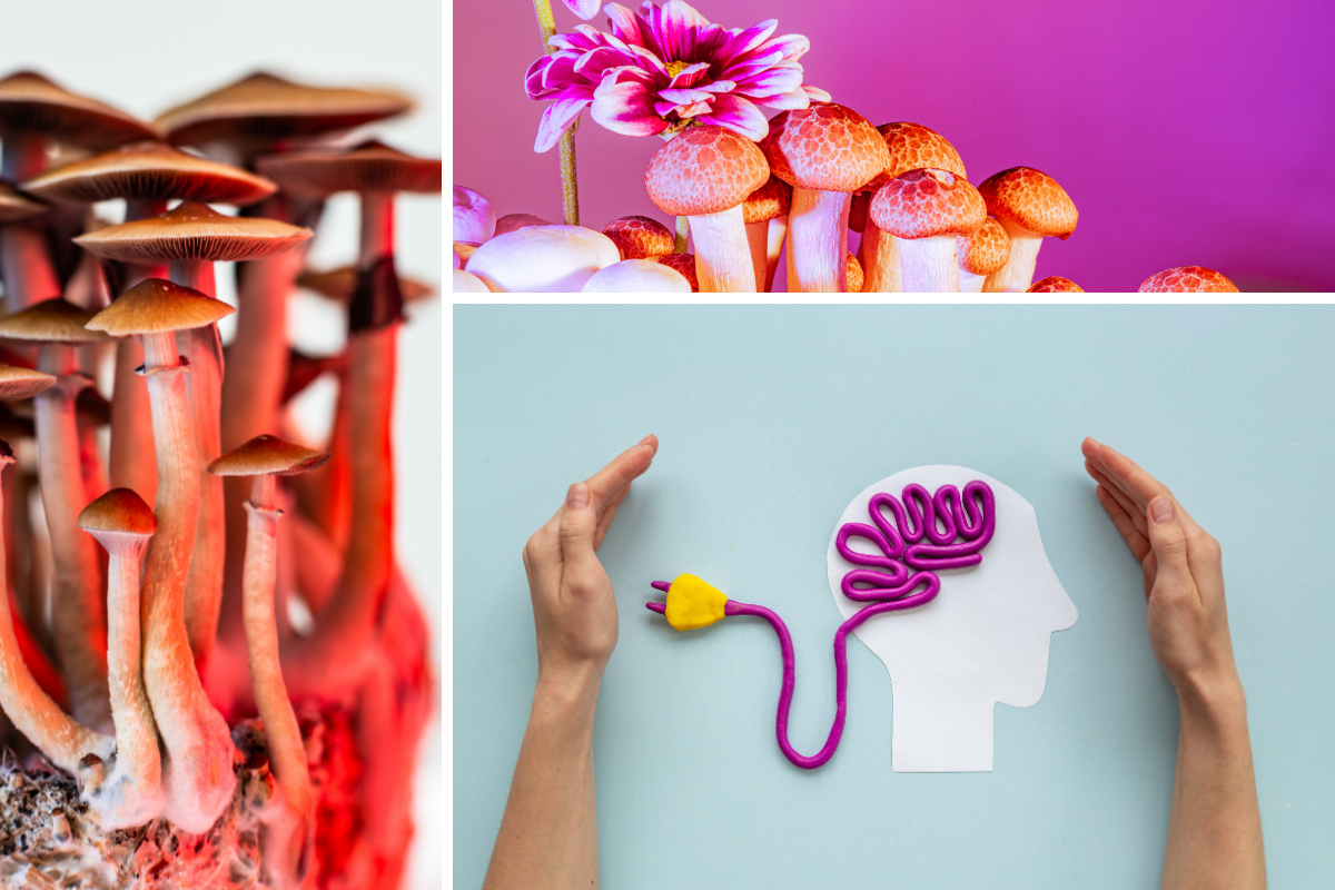 Psilocybin’s Promise: Navigating the New Frontier of Mental Health Care ...