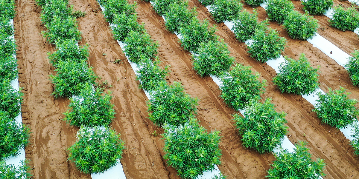 Hemp Processing in the U.S.