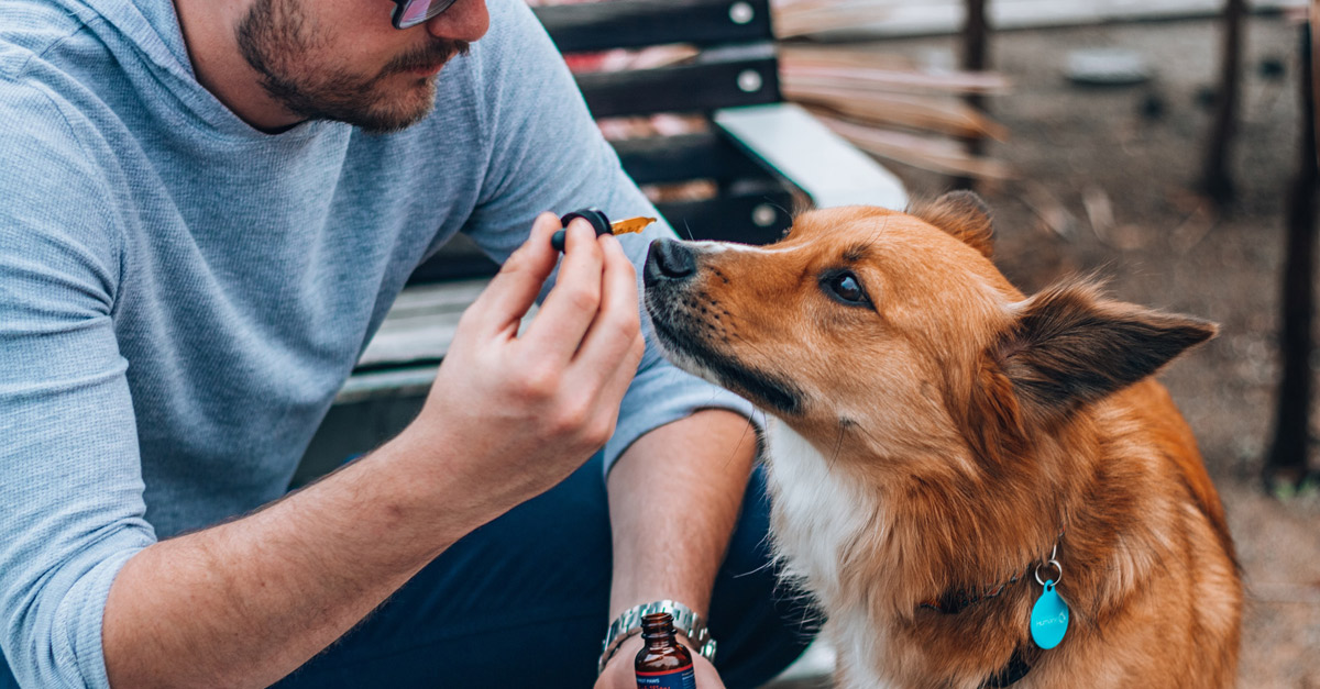 A Guide to Pet CBD in 2021